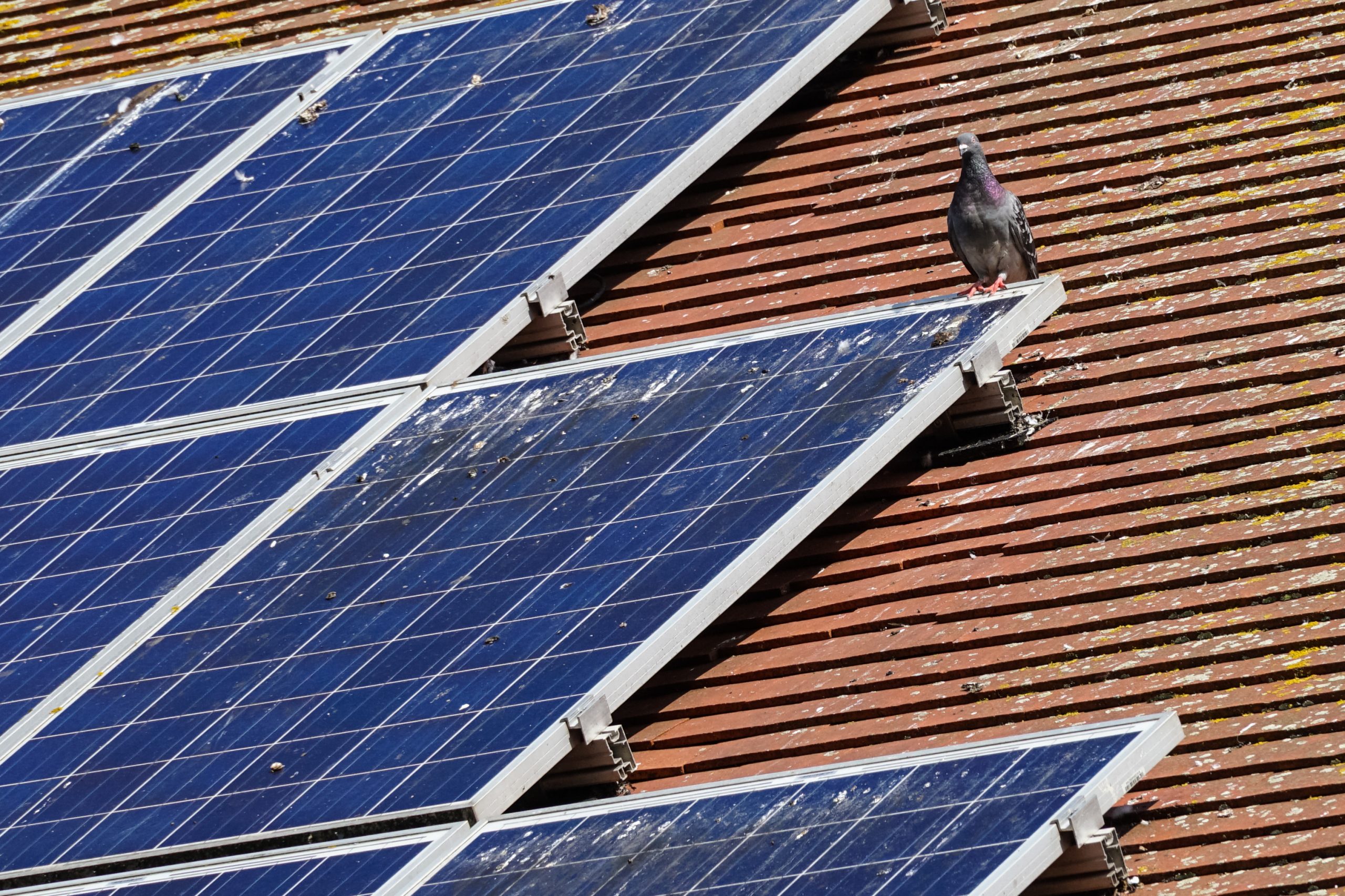 Why Seagull/Bird Control is Essential for Your Property - Excel ...